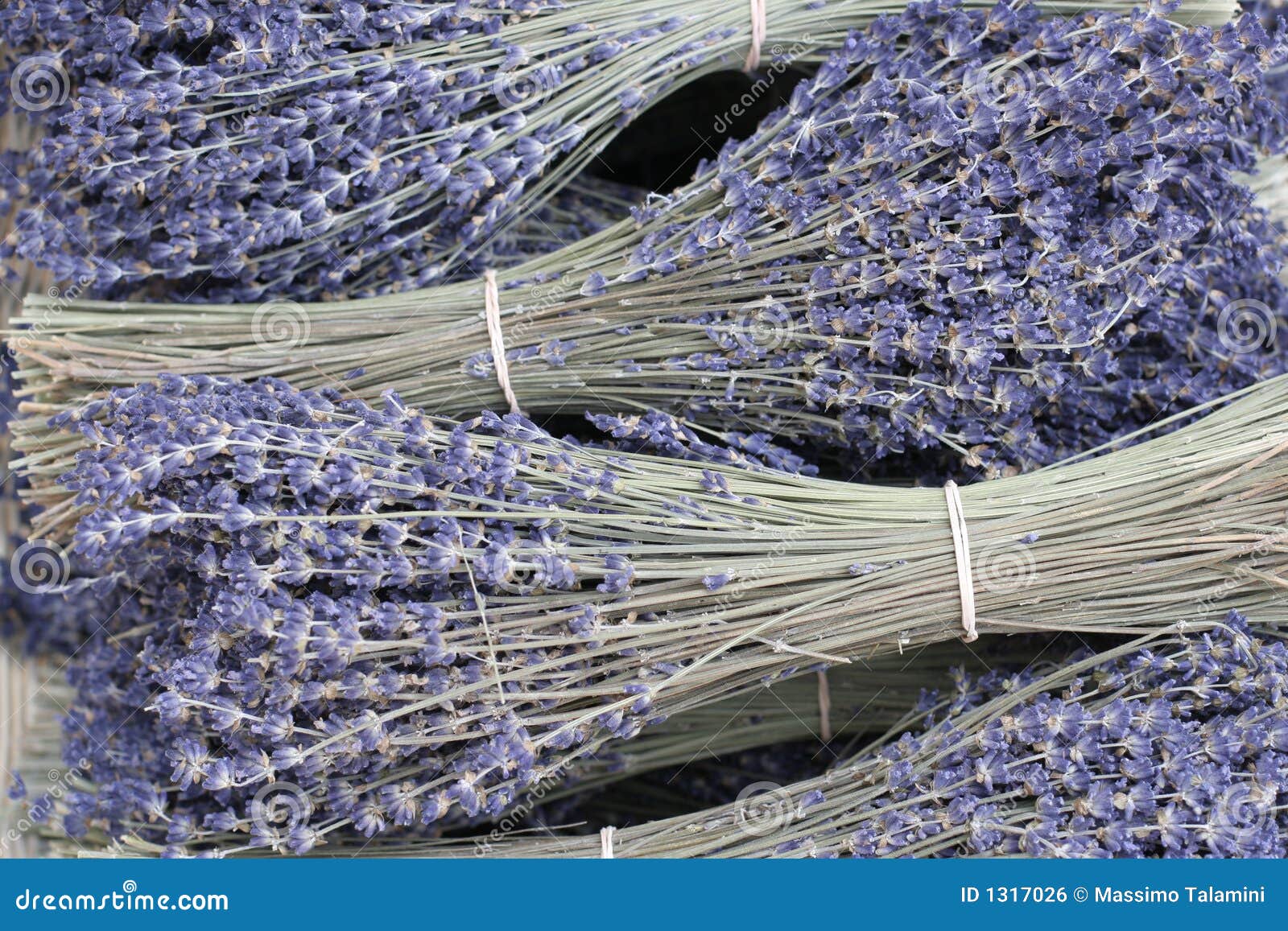 La lavanda foto de archivo. Imagen de violeta, inflorescencia - 1317026