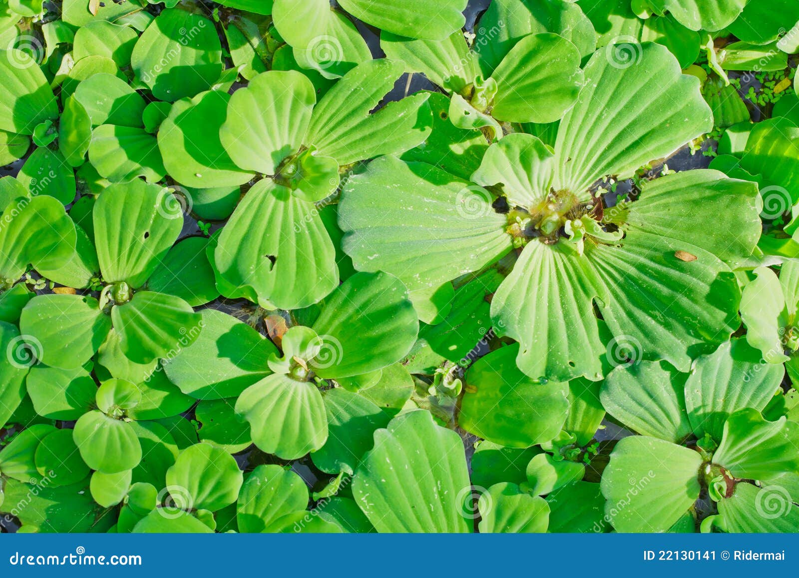La lechuga de agua imagen de archivo. Imagen de superficie - 22130141