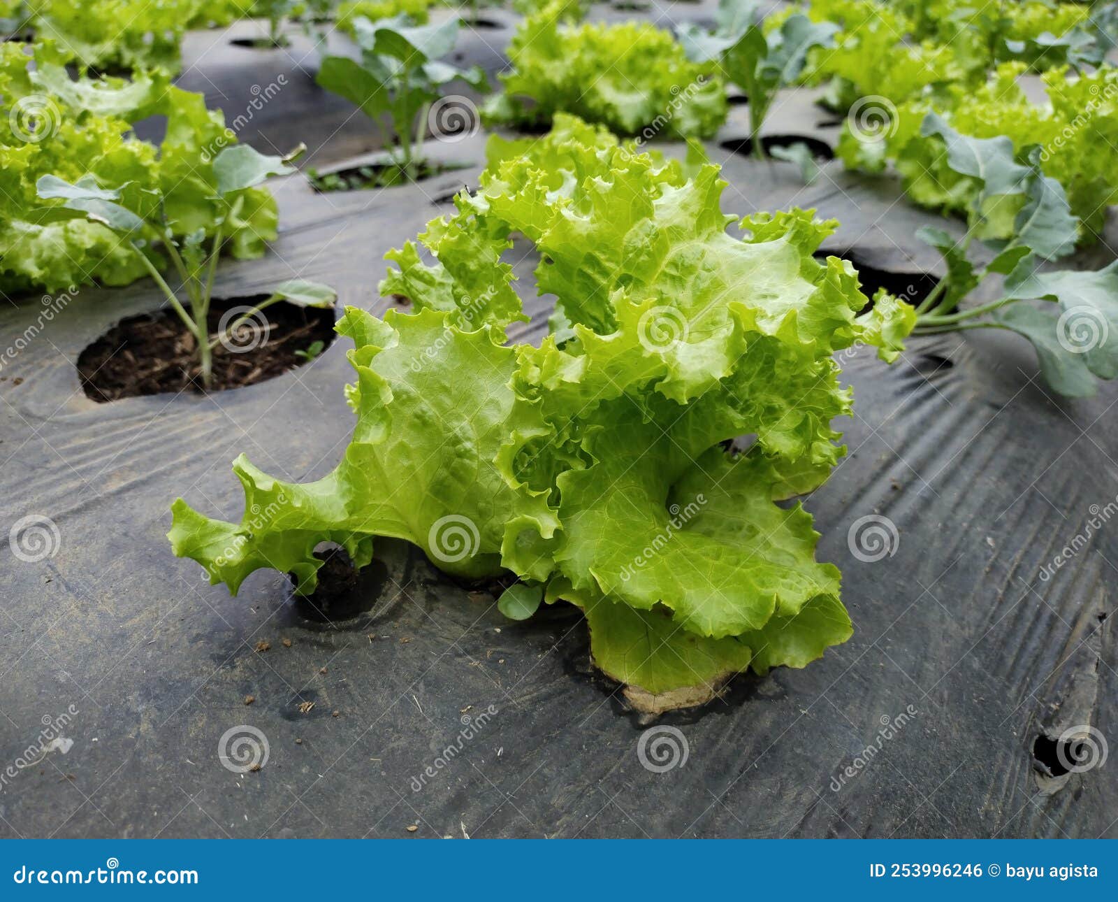 La Lechuga En Primavera Puede Procesarse Indefinidamente Foto de ...