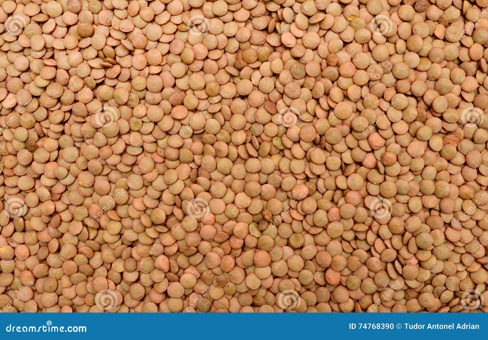 La Lenticchia Semina La Struttura Fotografia Stock - Immagine di ...