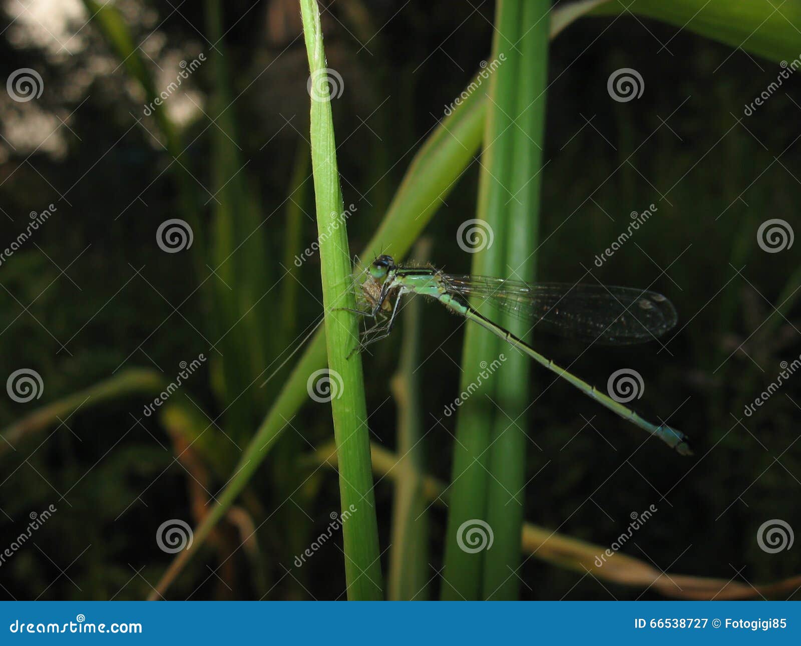La Libélula Azul Se Sienta En Una Hierba Imagen de archivo - Imagen de ...