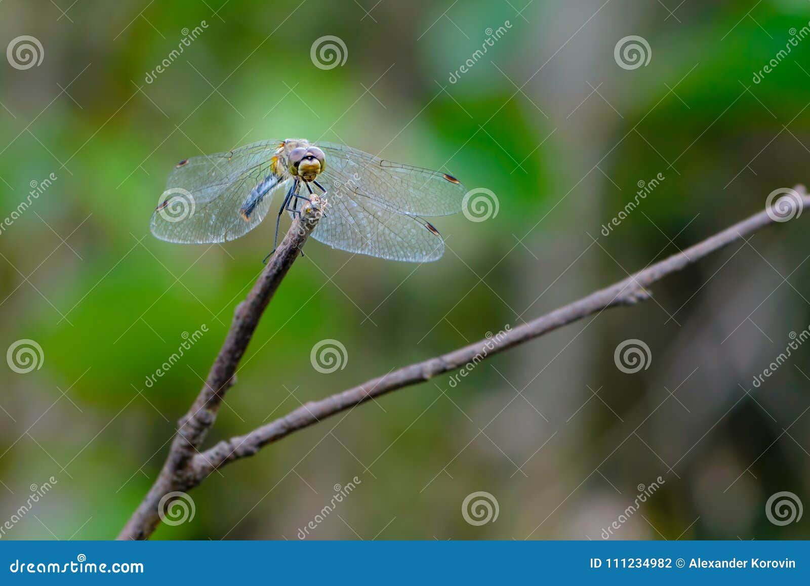 La Libellule Avec Les Ailes Ouvertes De Maille Se Repose Sur La Branche ...