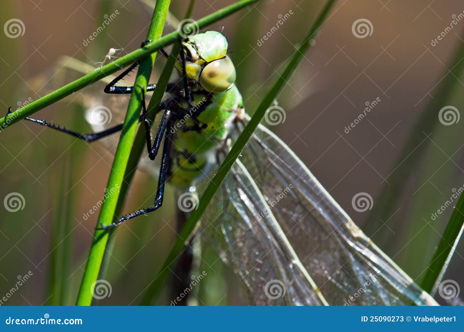 La Libellule Chasse Des Insectes Image stock - Image du étang ...