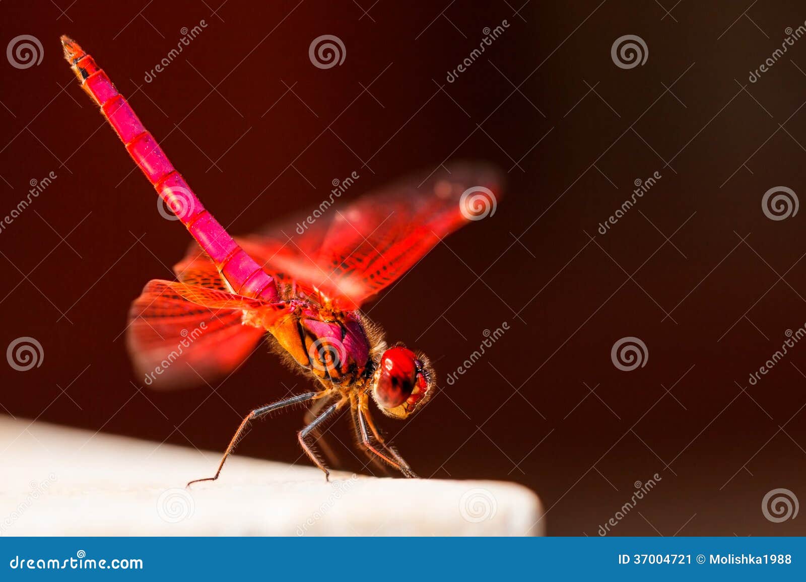La Libellule Rouge Se Repose Sur Une Pierre Blanche Image stock - Image ...