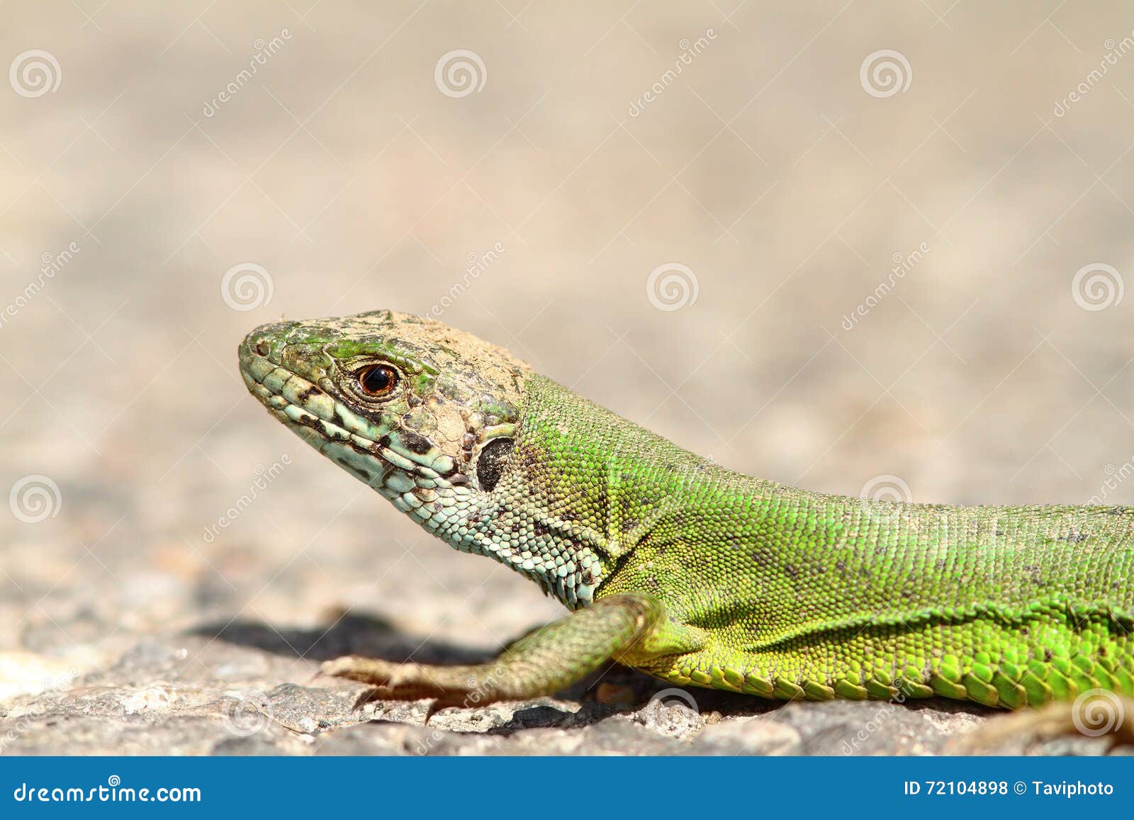 La lucertola verde fotografia stock. Immagine di fauna - 72104898