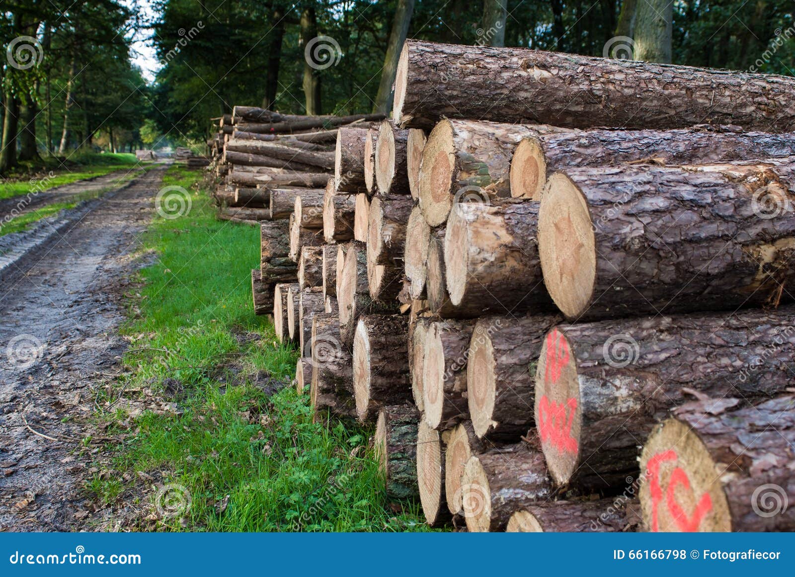 La Madera Apilada Abre Una Sesión El Bosque Foto de archivo - Imagen de ...