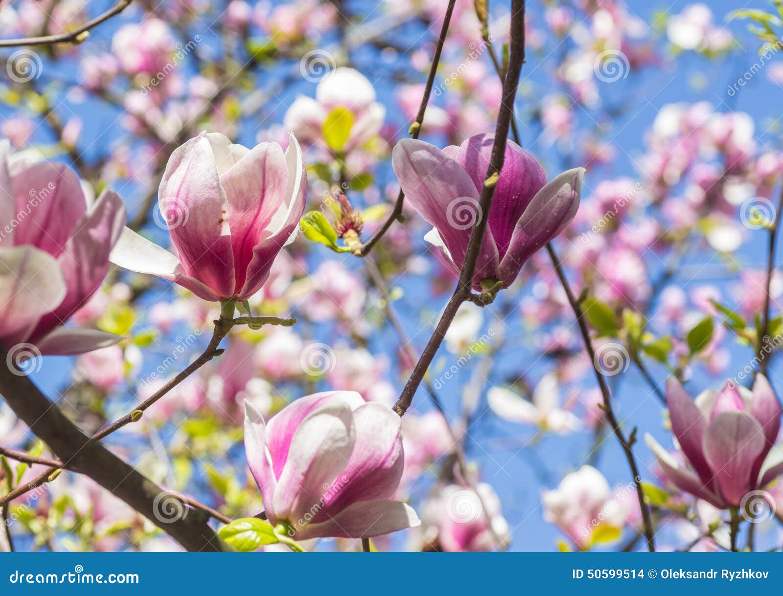 La Magnolia Fleurit Au Printemps Photo stock - Image du fond, bleu ...