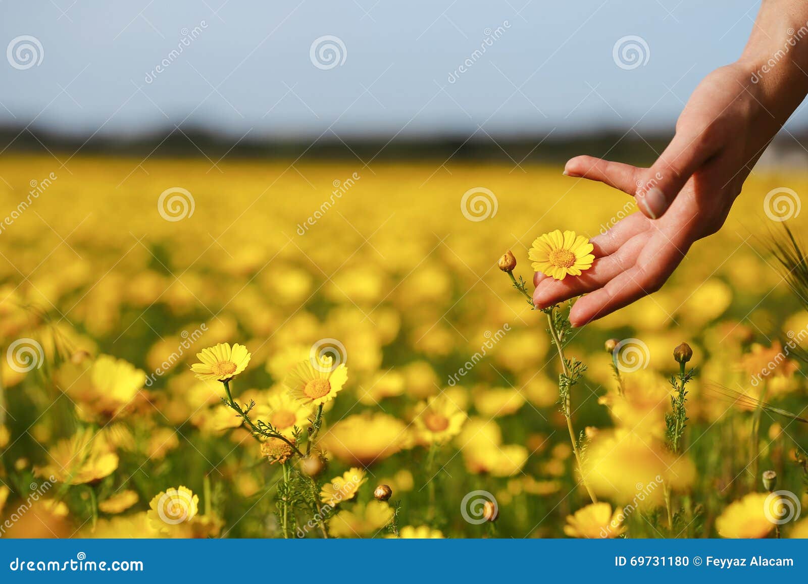 La Main Et La Fleur De Femme Photo stock - Image du main, idyllique ...