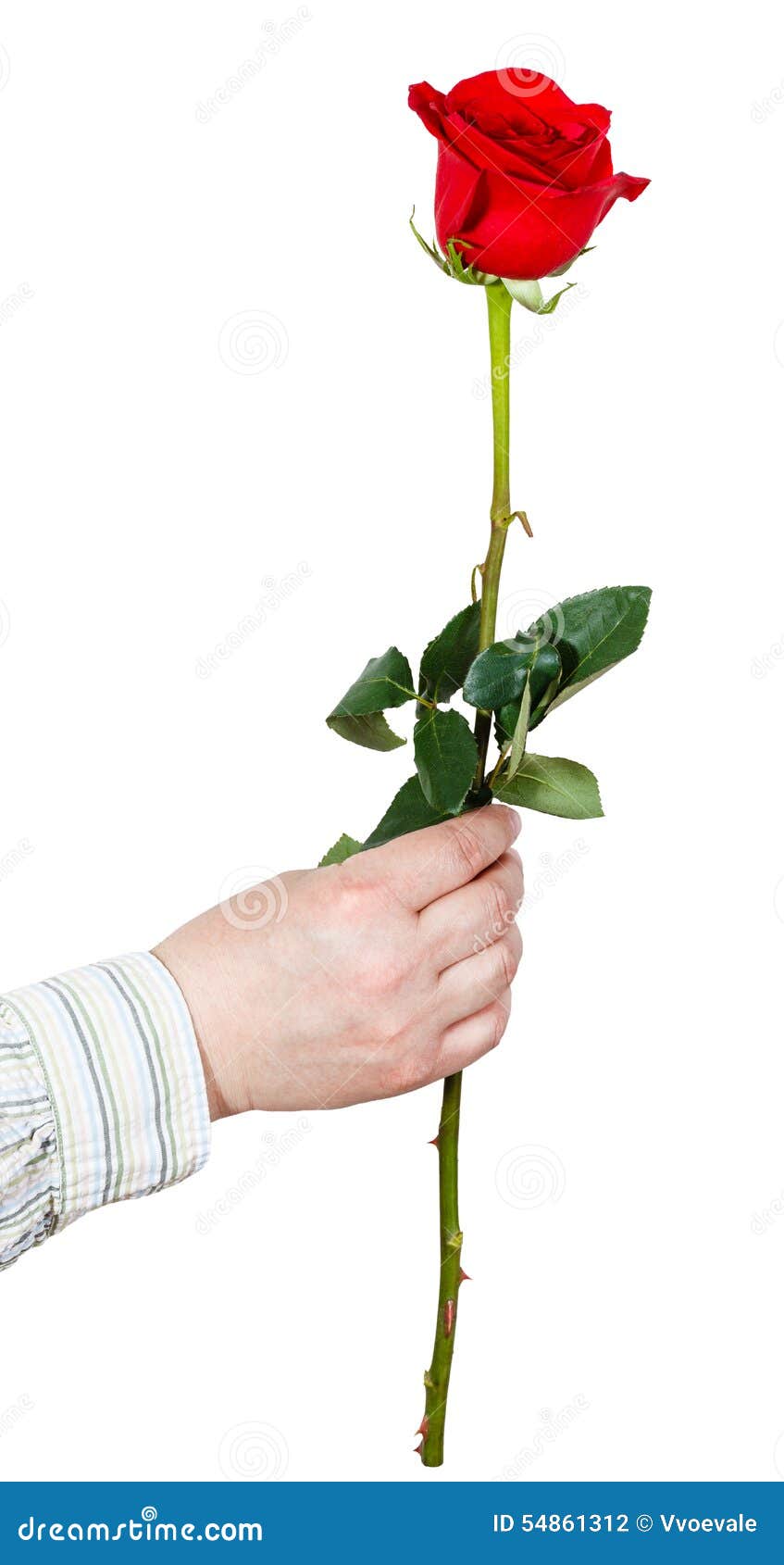 La Main Tient Une Fleur - Rose De Rouge D'isolement Photo stock - Image ...