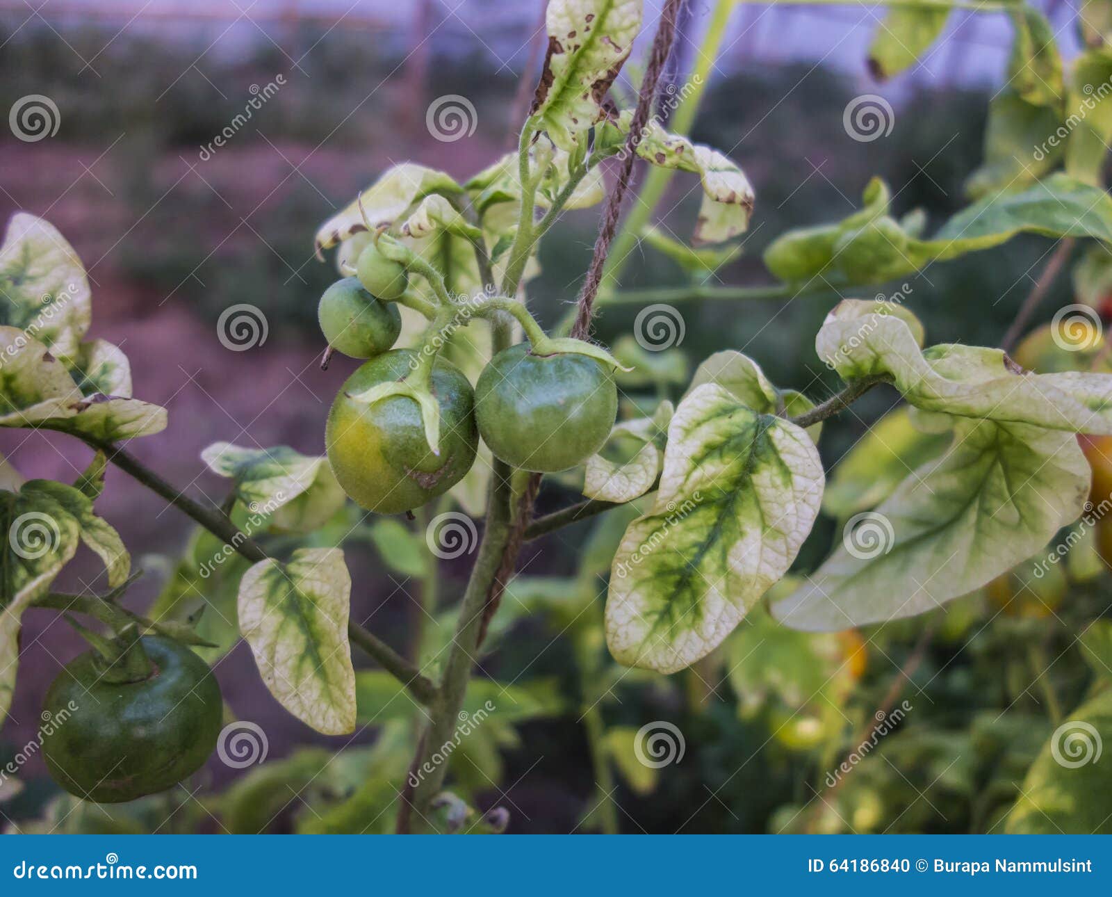 La maladie de tomate photo stock. Image du pathologie - 64186840