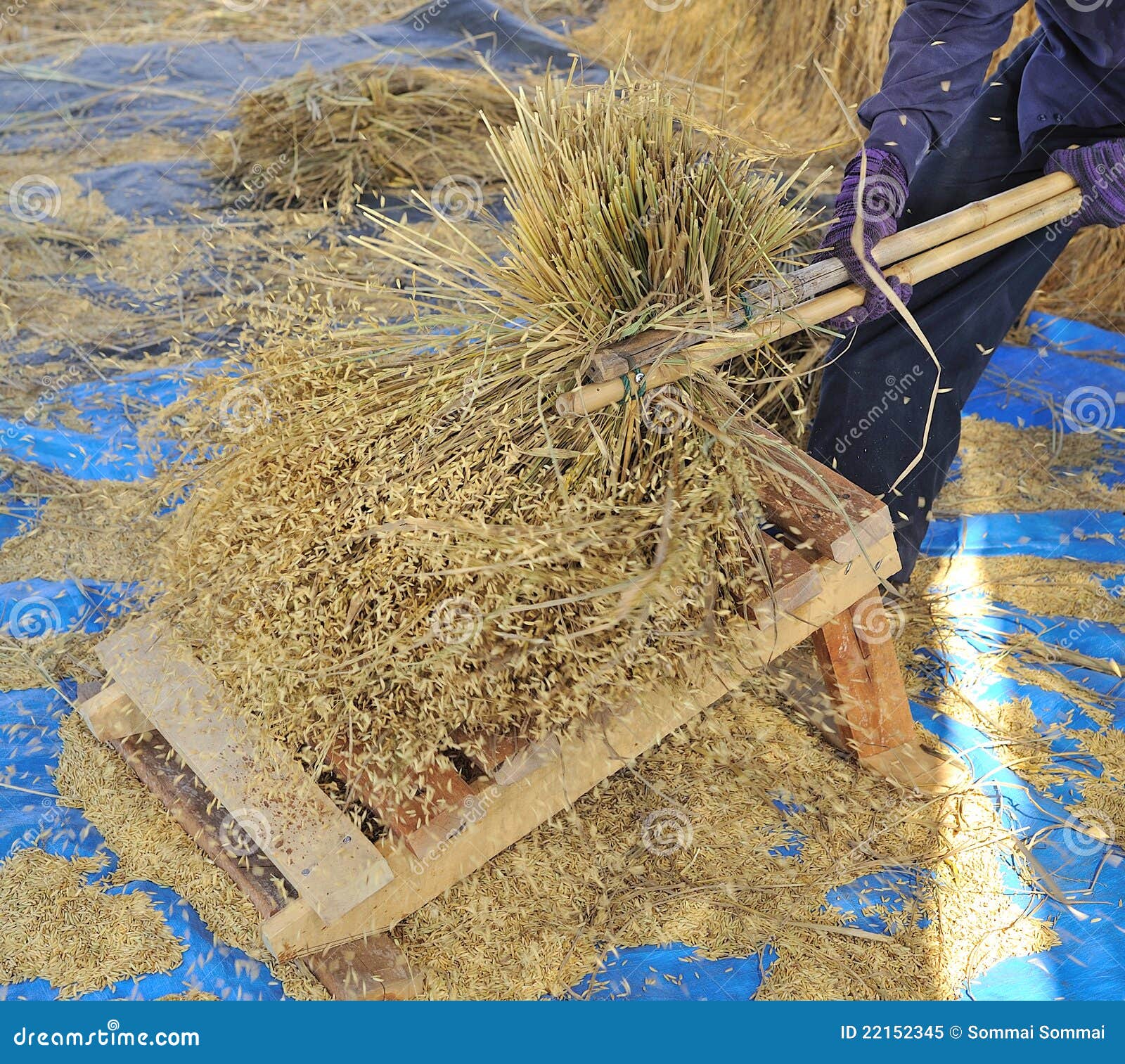 La Manera Tradicional De Trillar El Grano Foto de archivo libre de ...