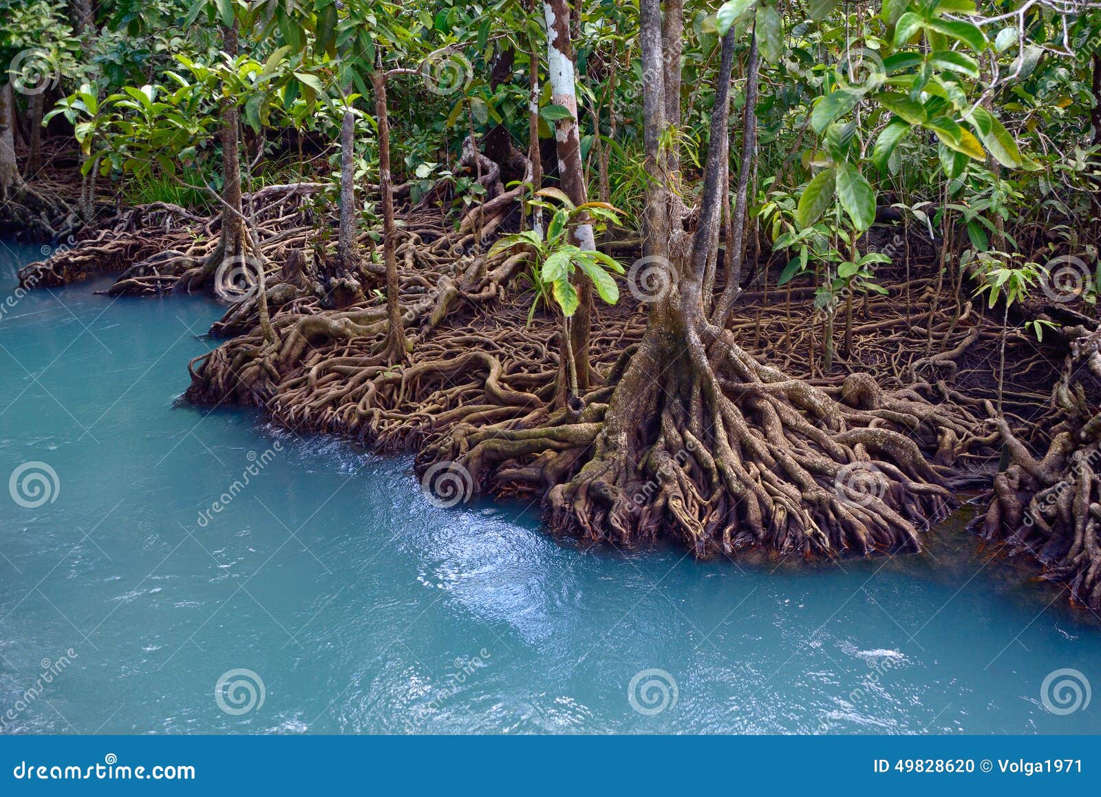 La mangrovia rimboschisce fotografia stock. Immagine di nave - 49828620