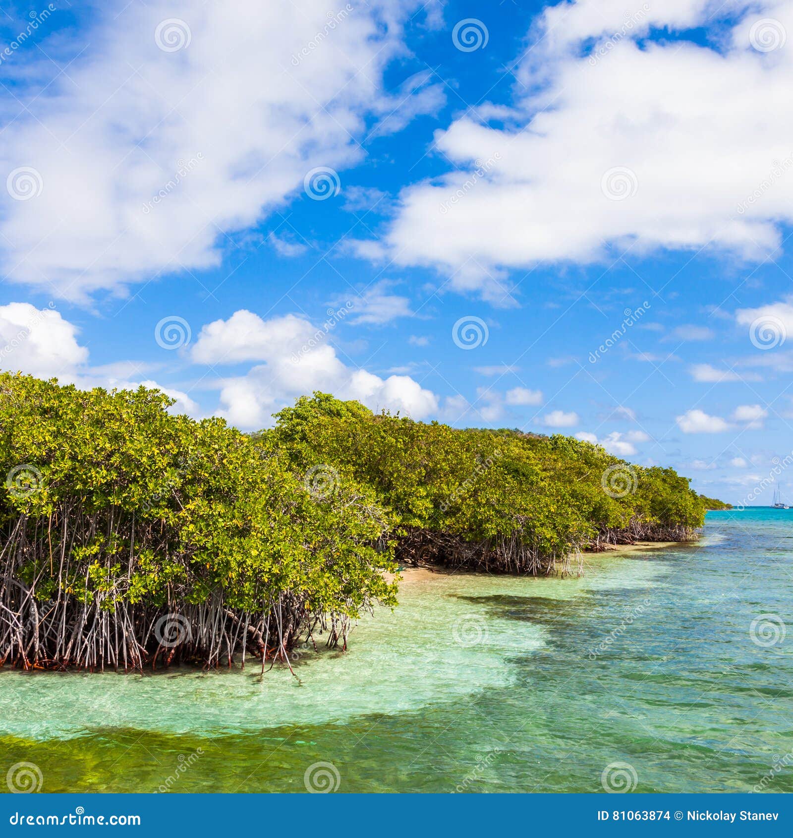 La mangrovia rimboschisce fotografia stock. Immagine di nube - 81063874