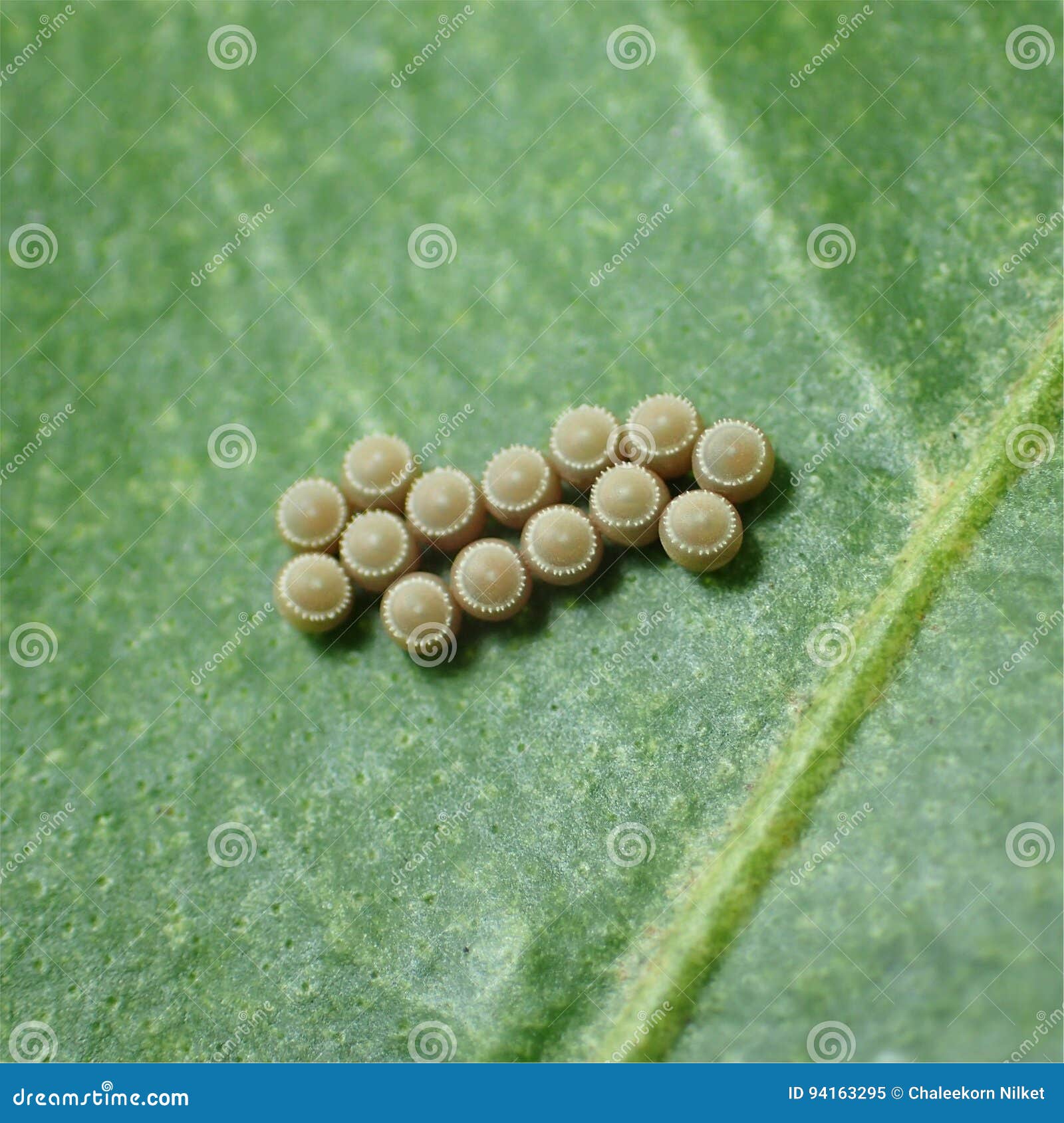 La mariposa eggs macro imagen de archivo. Imagen de huevo - 94163295