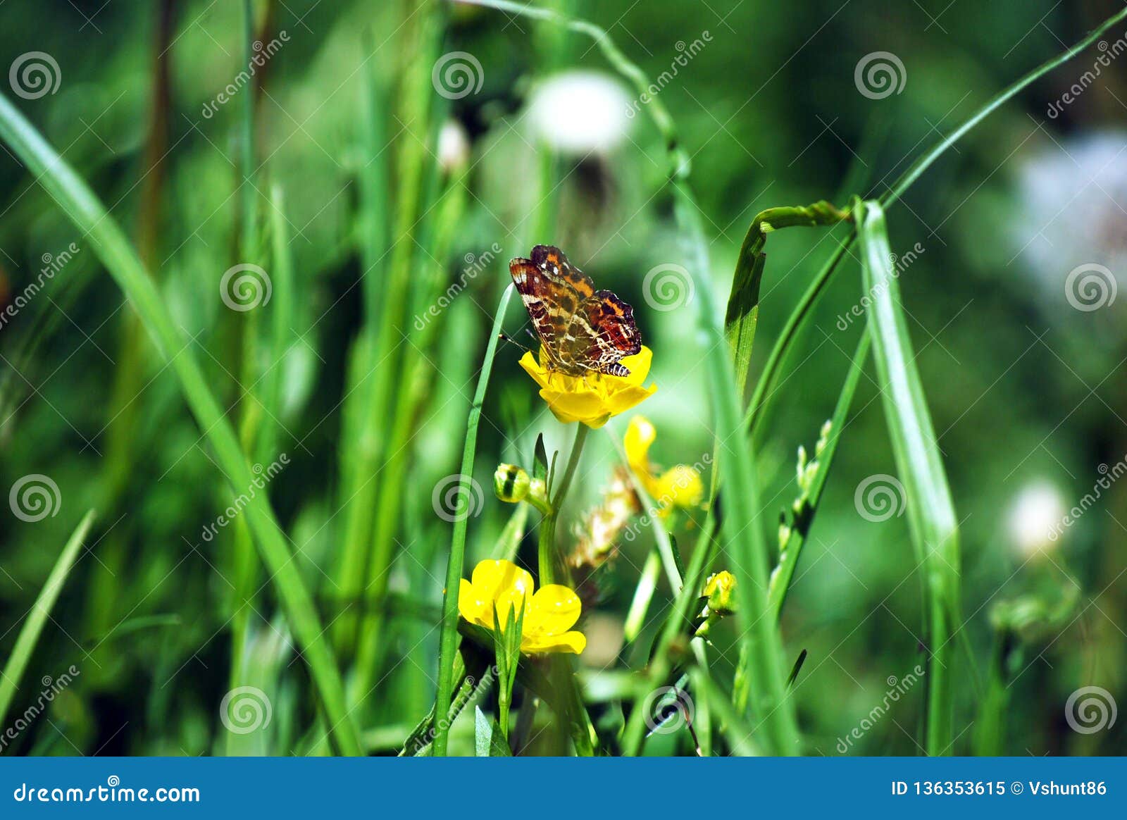 La Mariposa En El Campo Se Sienta En Una Flor Insecto Imagen de archivo ... La Mariposa En El Campo Se Sienta En Una Flor Insecto Imagen de archivo ...