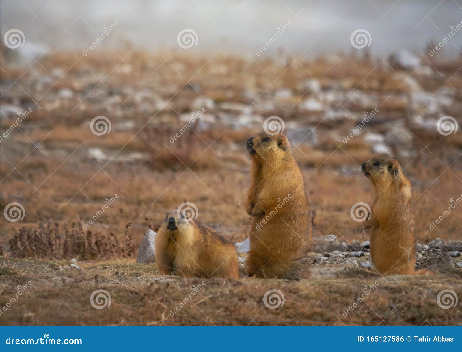 La Marmota De Cola Larga O La Marmota Dorada Foto de archivo - Imagen ...