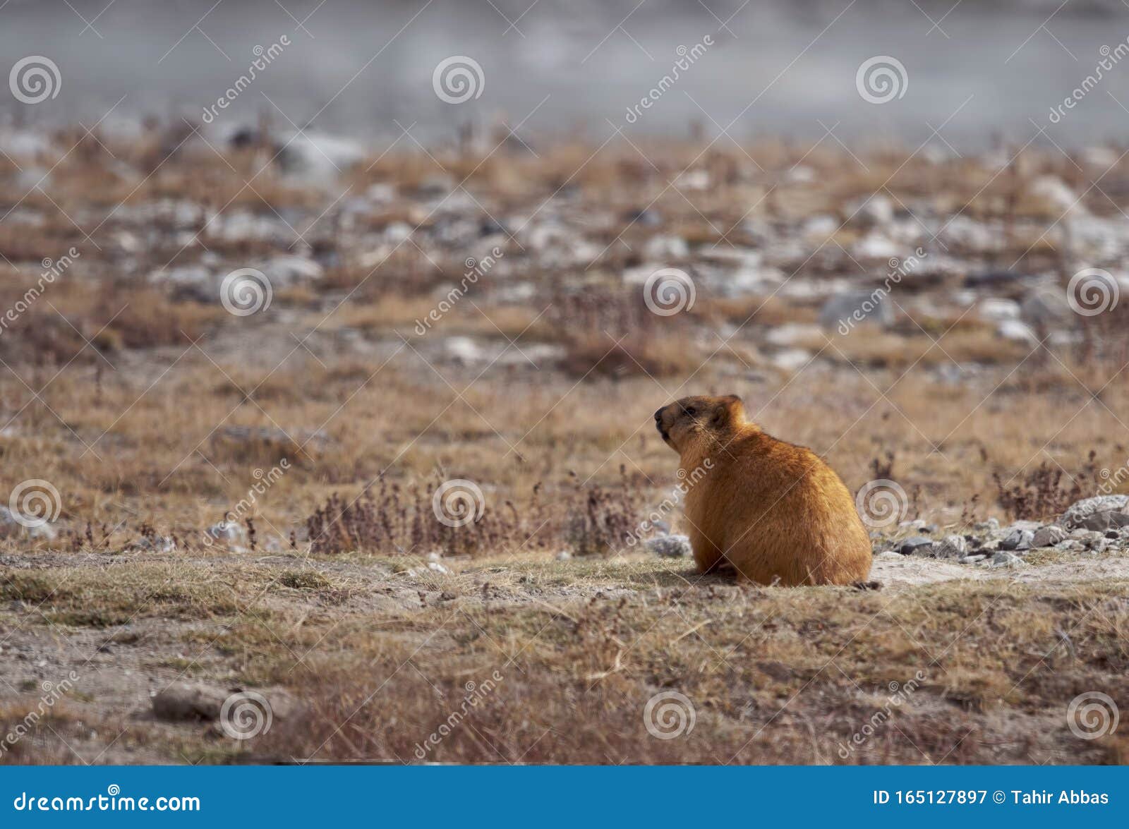 La Marmota De Cola Larga O La Marmota Dorada Imagen de archivo - Imagen ...