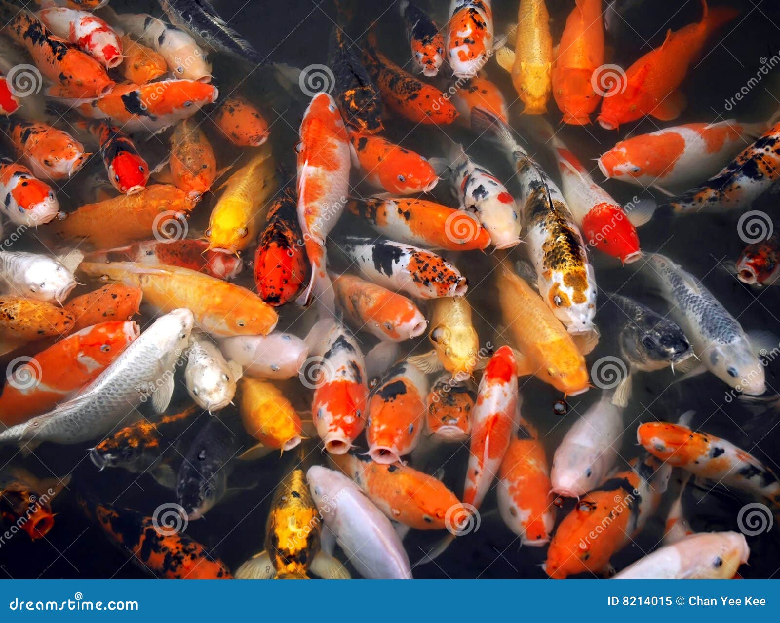La Masse De Poissons De Carpe Image stock - Image du nature, étang: 8214015