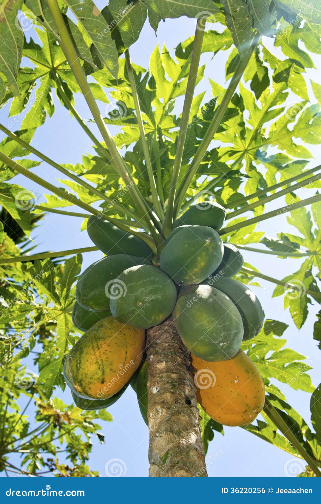 La maturation de papayer photo stock. Image du verger - 36220256