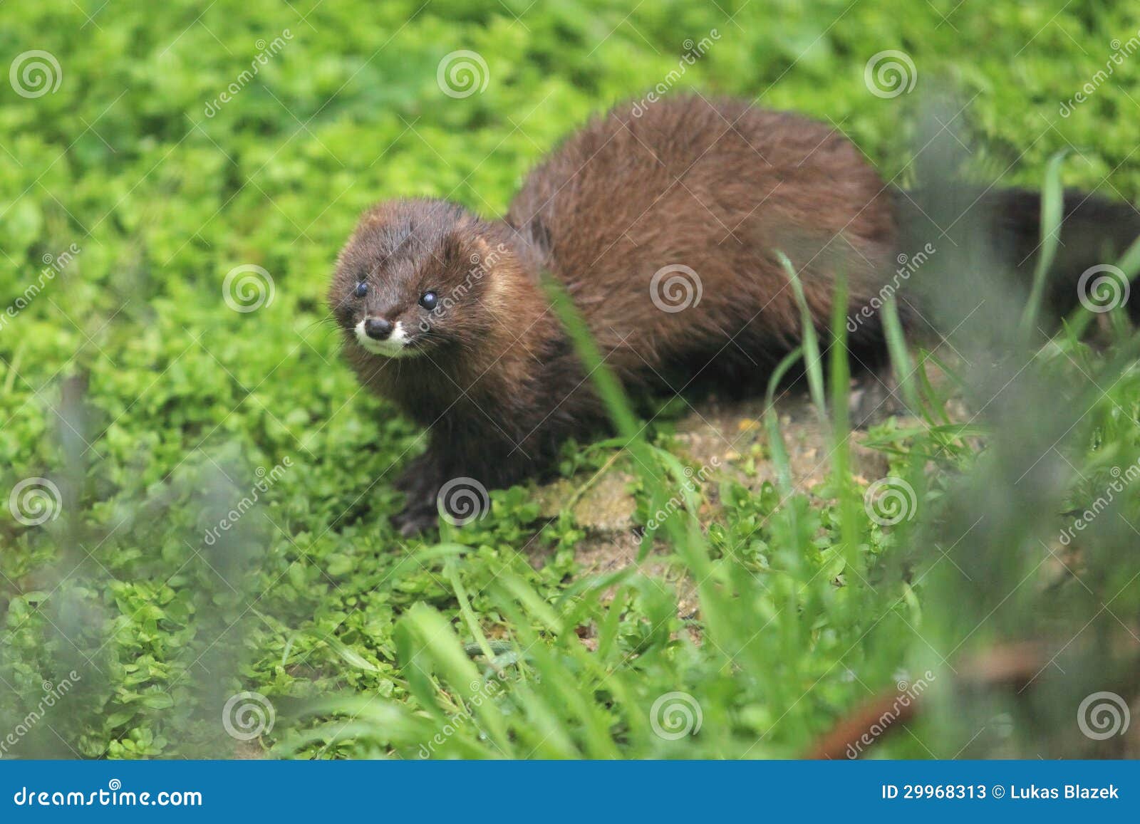Visone europeo immagine stock. Immagine di visone, carnivoro - 29968313
