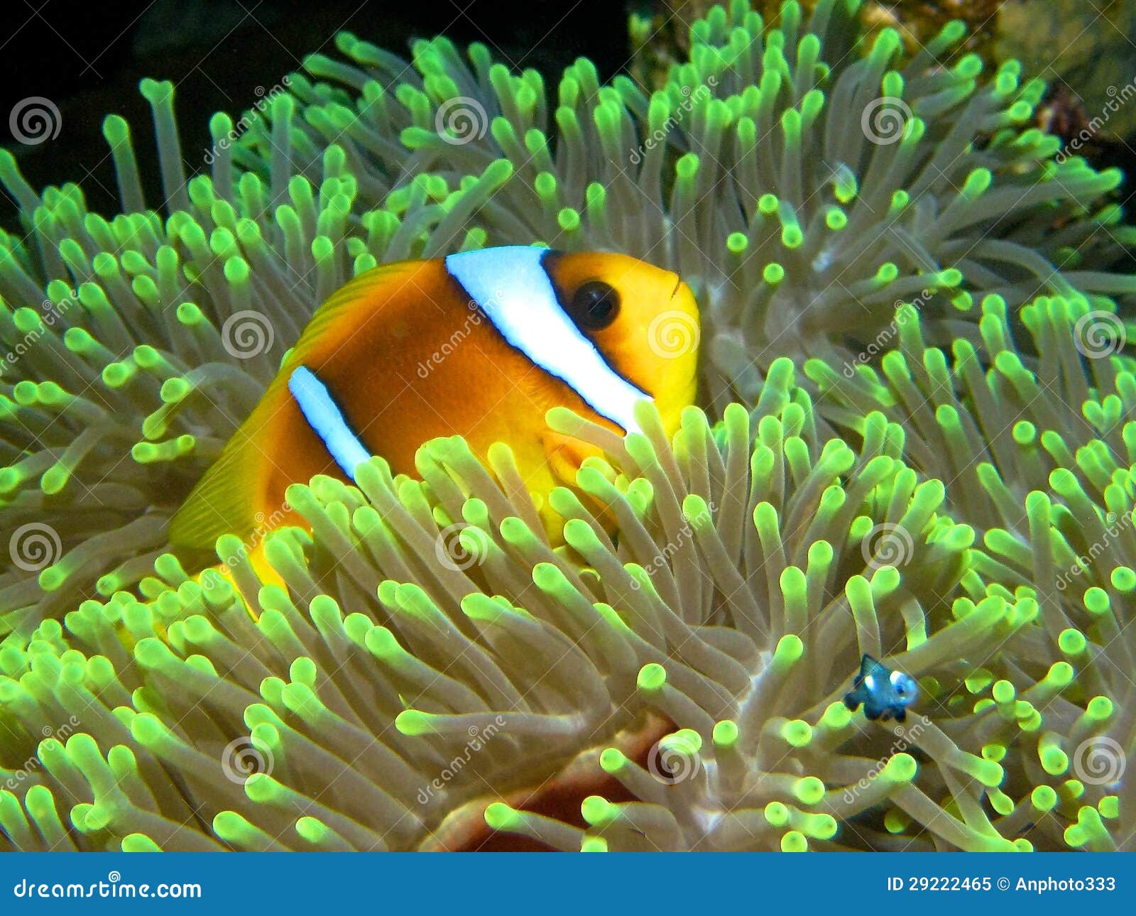 La Mer Rouge Anemonefish (bicinctus D'amphiprion). Image stock - Image ...