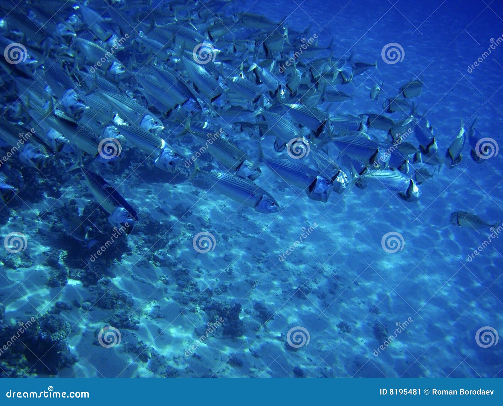 La Mer Rouge de poissons image stock. Image du inférieur - 8195481