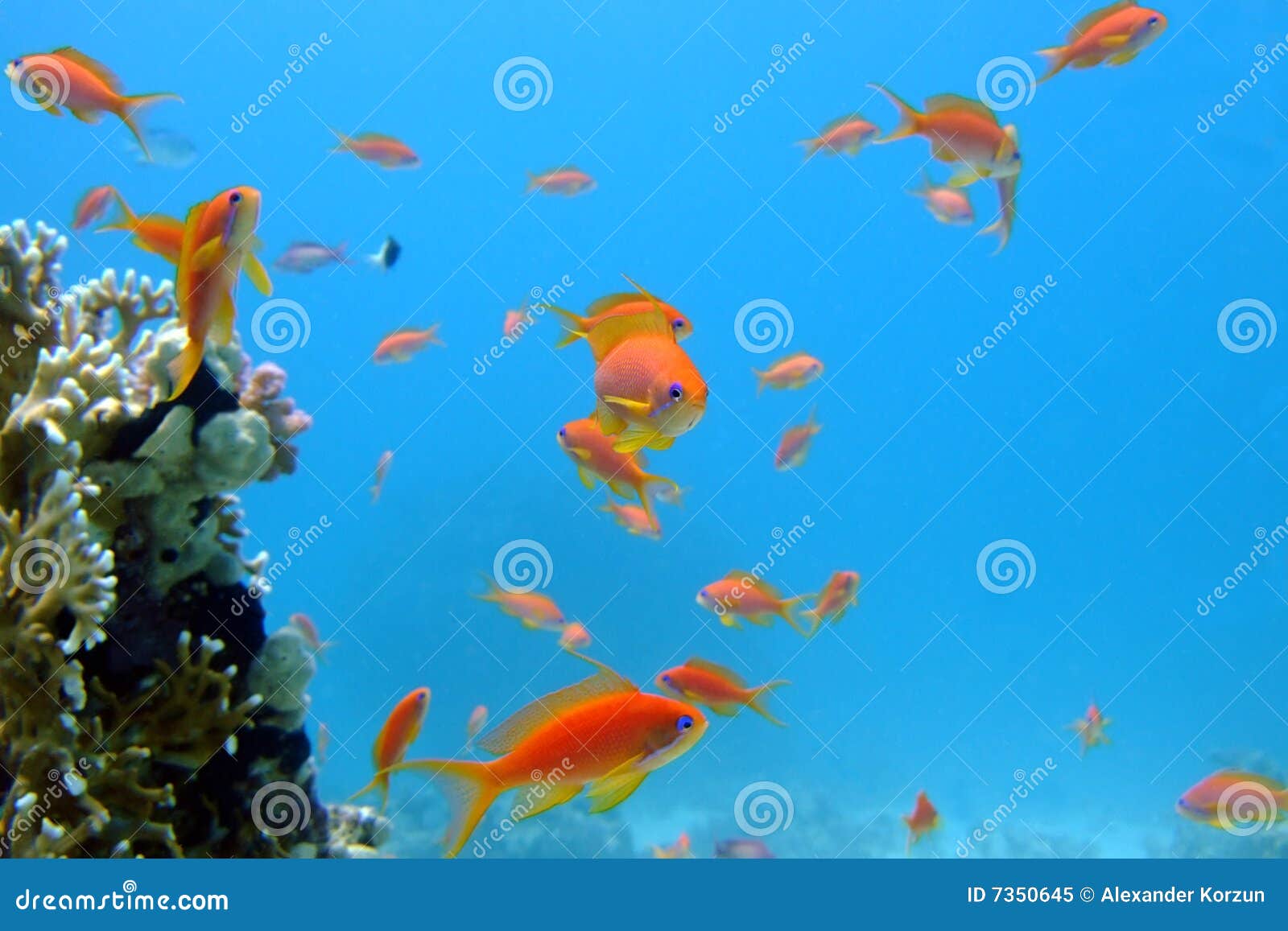La Mer Rouge De Poissons Curieux Image stock - Image du faune, nature ...