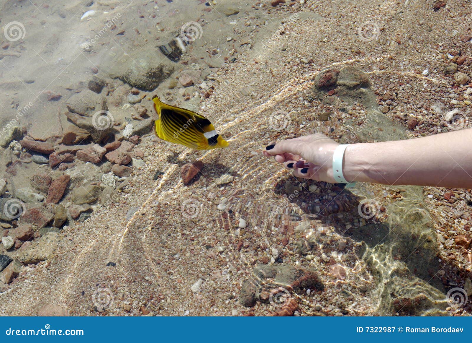 La Mer Rouge De Poissons Tropicale Image stock - Image du océan, beau ...