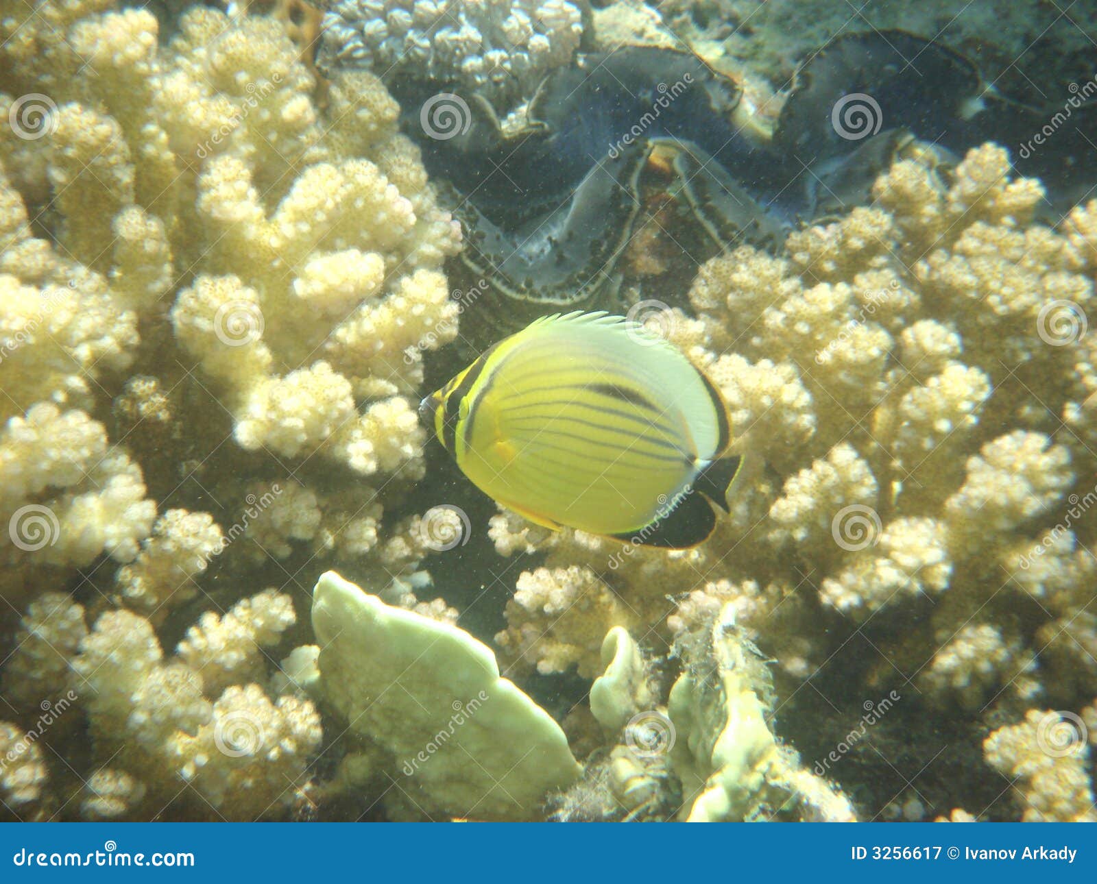 La Mer Rouge Egypte Afrique D'Angelfish Image stock - Image du poissons ...