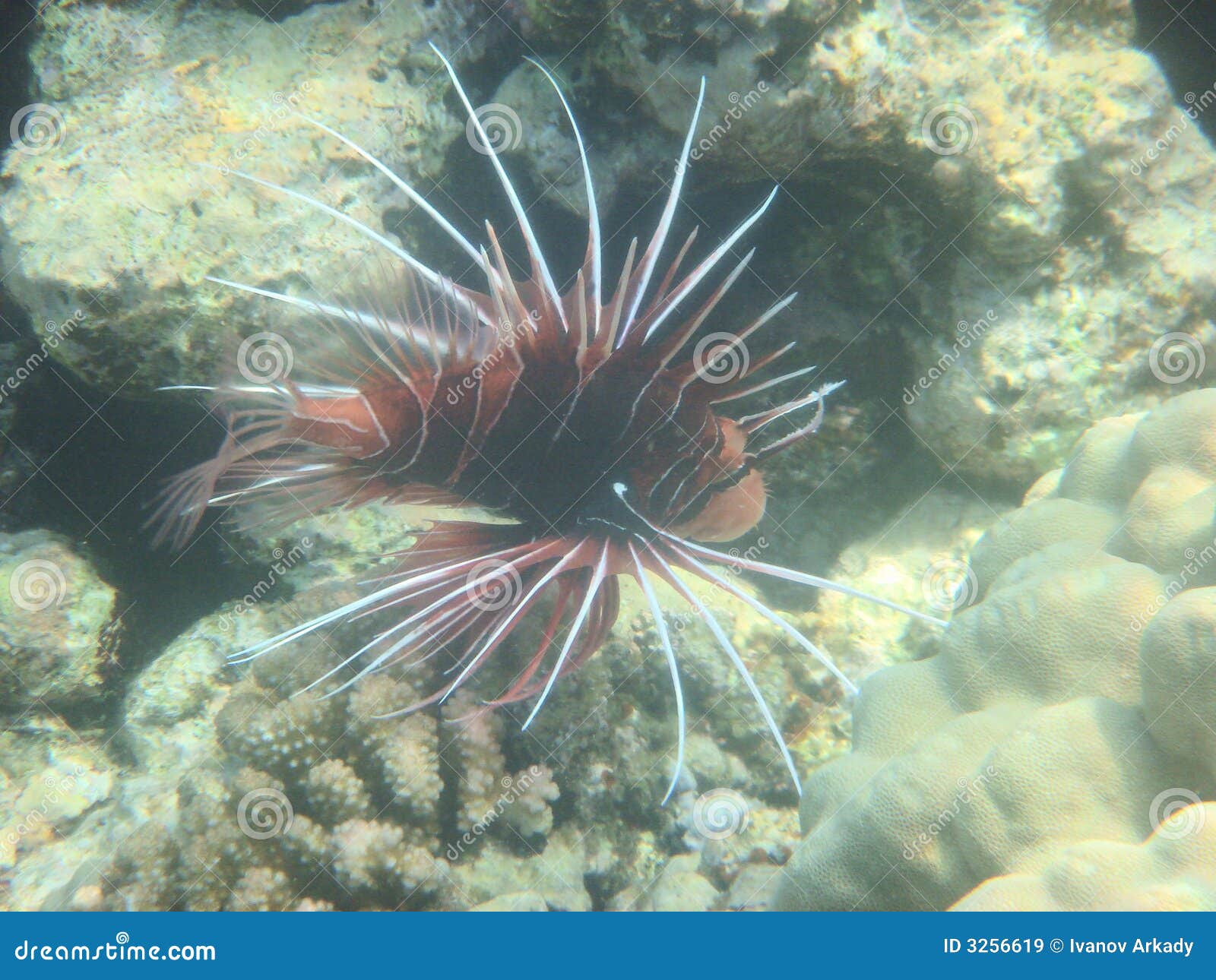 La Mer Rouge Egypte Afrique D'Angelfish Image stock - Image du exotique ...