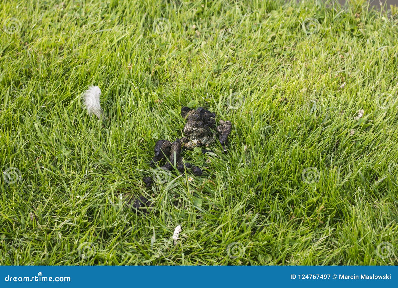 La Merde De Canard Se Trouve Sur L'herbe Image stock - Image du pitié ...