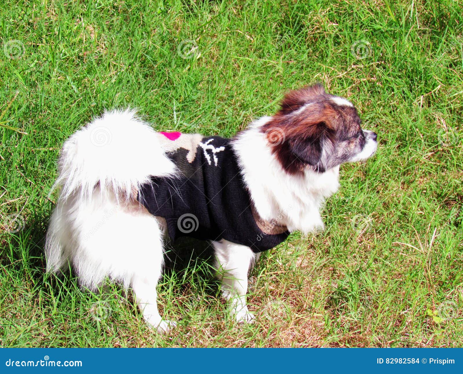 Merde De Chien Stock Images - 247 Photos