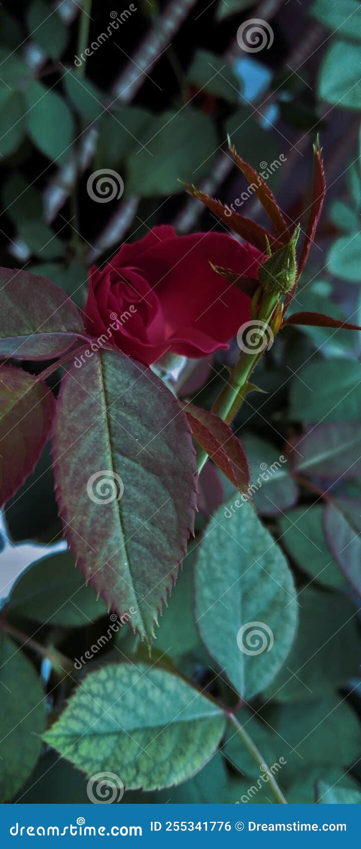 La Mini Planta Roja Rosa Es Tan Linda Foto de archivo - Imagen de ...