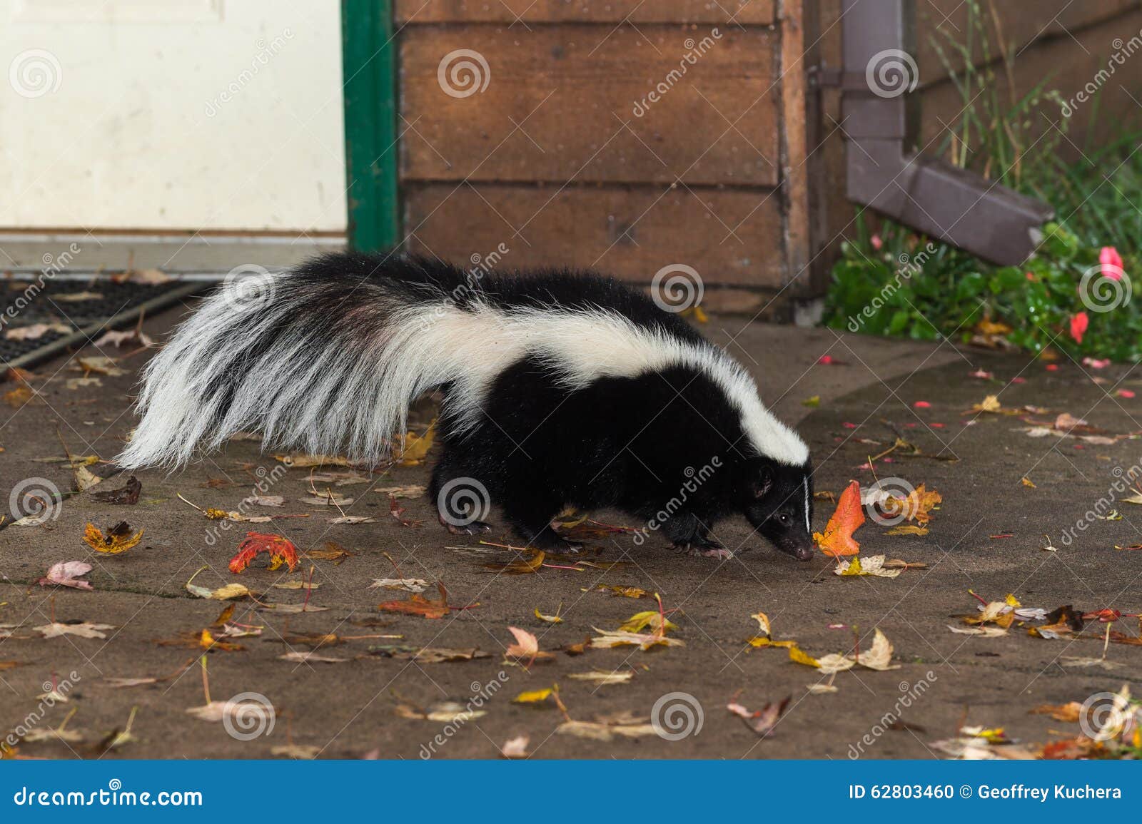 La Mofeta Rayada (mephitis Del Mephitis) Camina Cerca De Hogar Foto de ...
