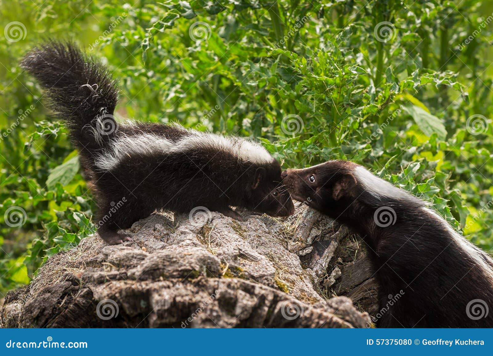 La Moffetta a Strisce Della Madre (mephitis Del Mephitis) Verifica Il ...
