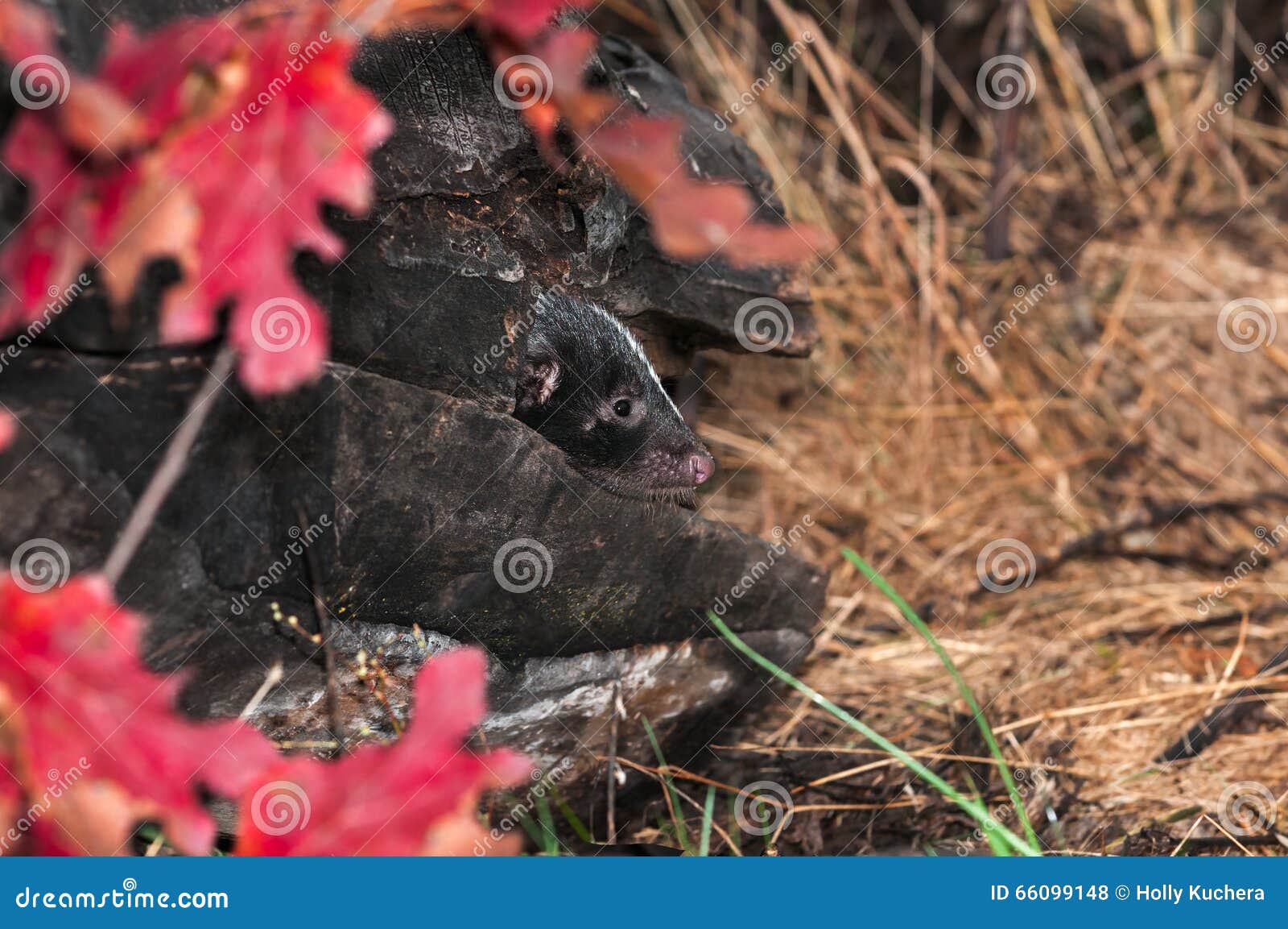 La Moffetta a Strisce (mephitis Del Mephitis) Colpisce Il Naso Dal ...