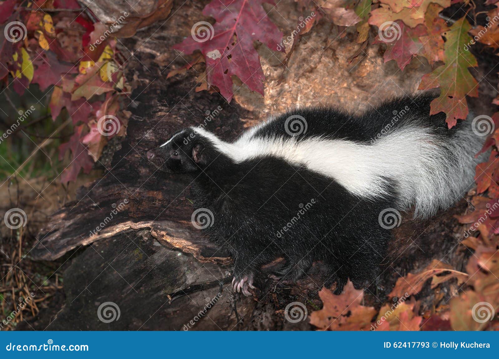 La Moffetta a Strisce (mephitis Del Mephitis) Guarda a Sinistra in ...