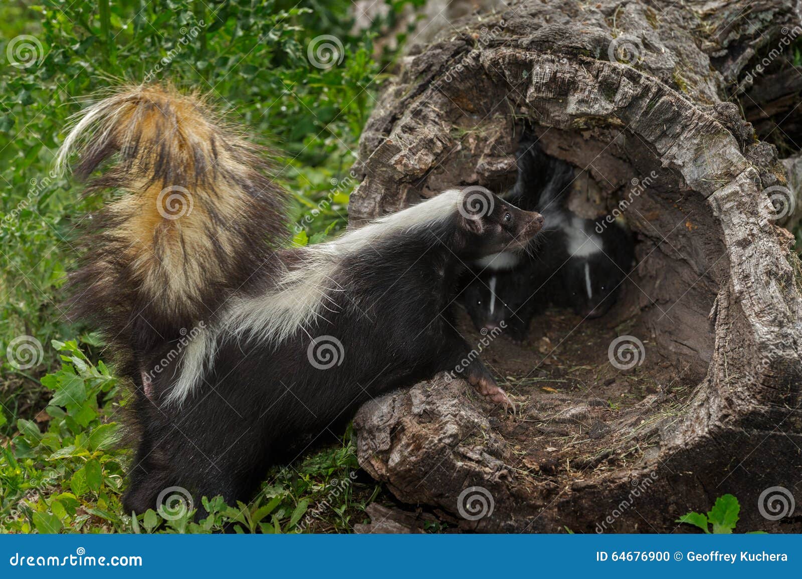 La Moffetta a Strisce (mephitis Del Mephitis) Verifica Due Corredi ...