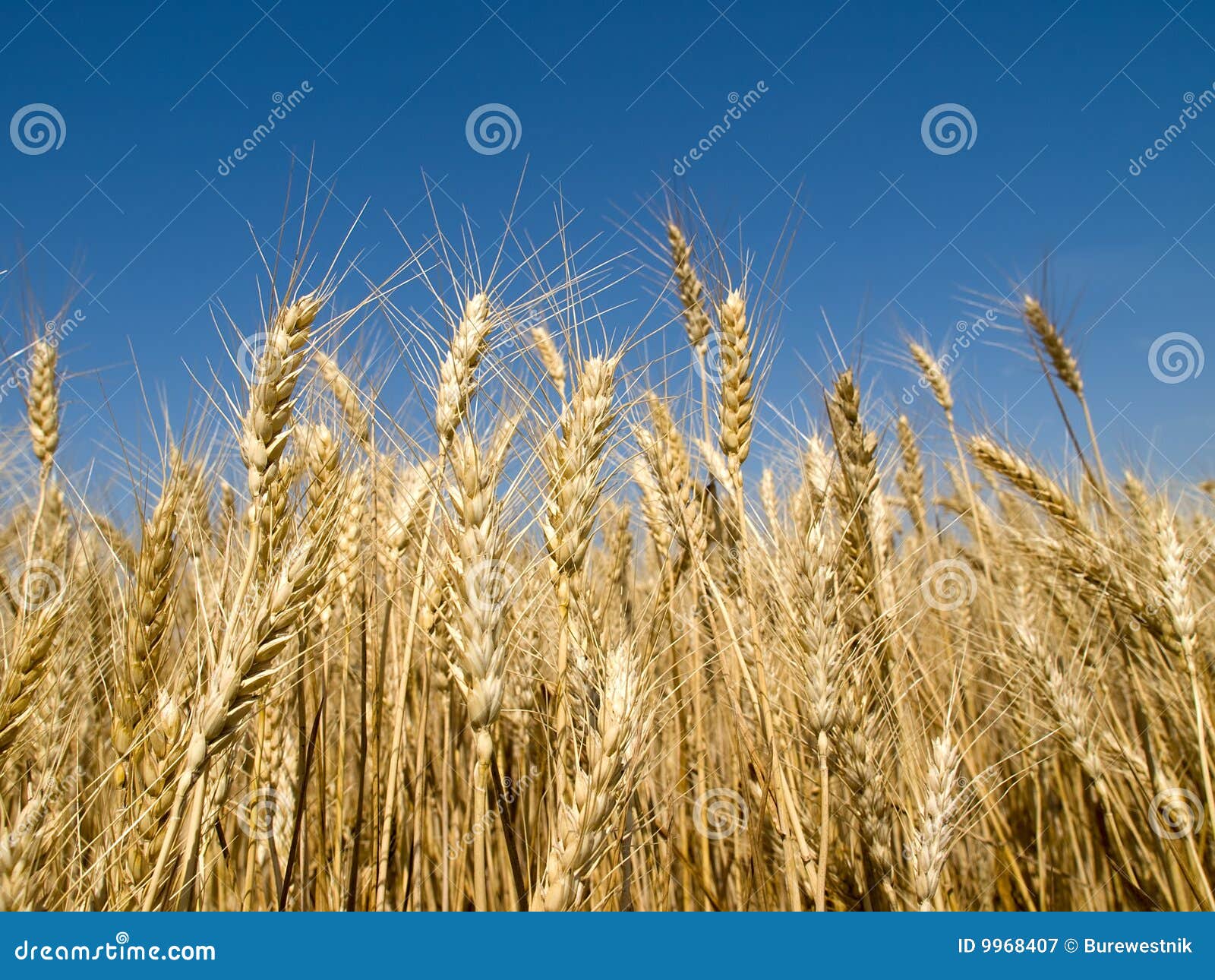 La moisson image stock. Image du texture, richesse, blé - 9968407