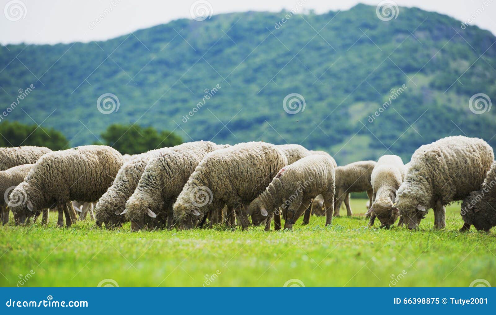 La Moltitudine Di Pecore Pasce Su Un Campo Verde Immagine Stock ...