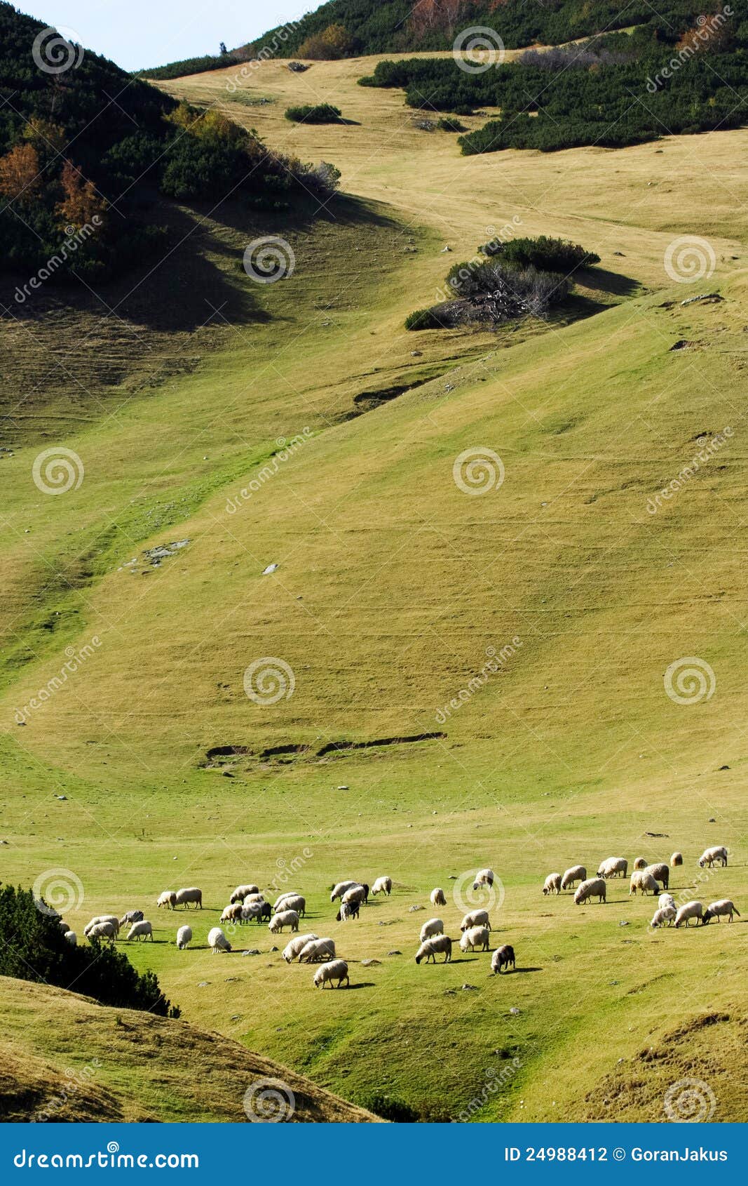 La Montagna, Pascolo E Una Moltitudine Di Pecore Fotografia Stock ...