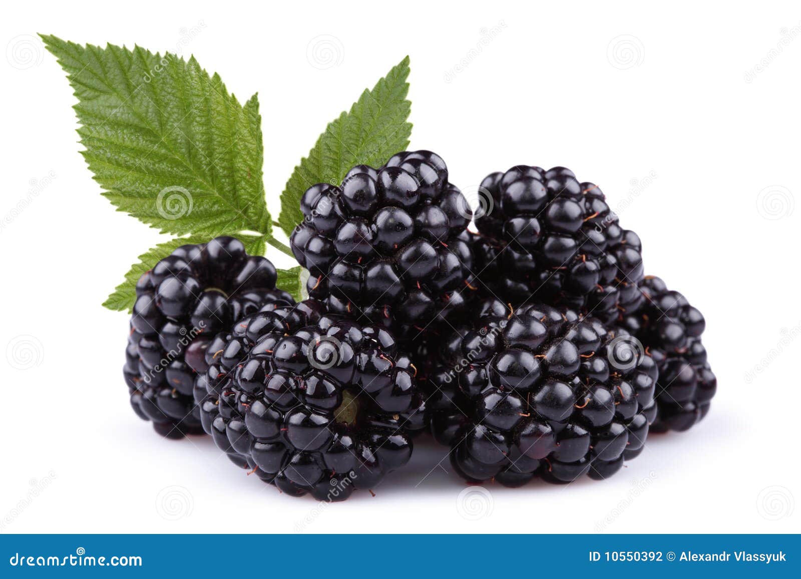 La mora fotografia stock. Immagine di sapore, coltura - 10550392