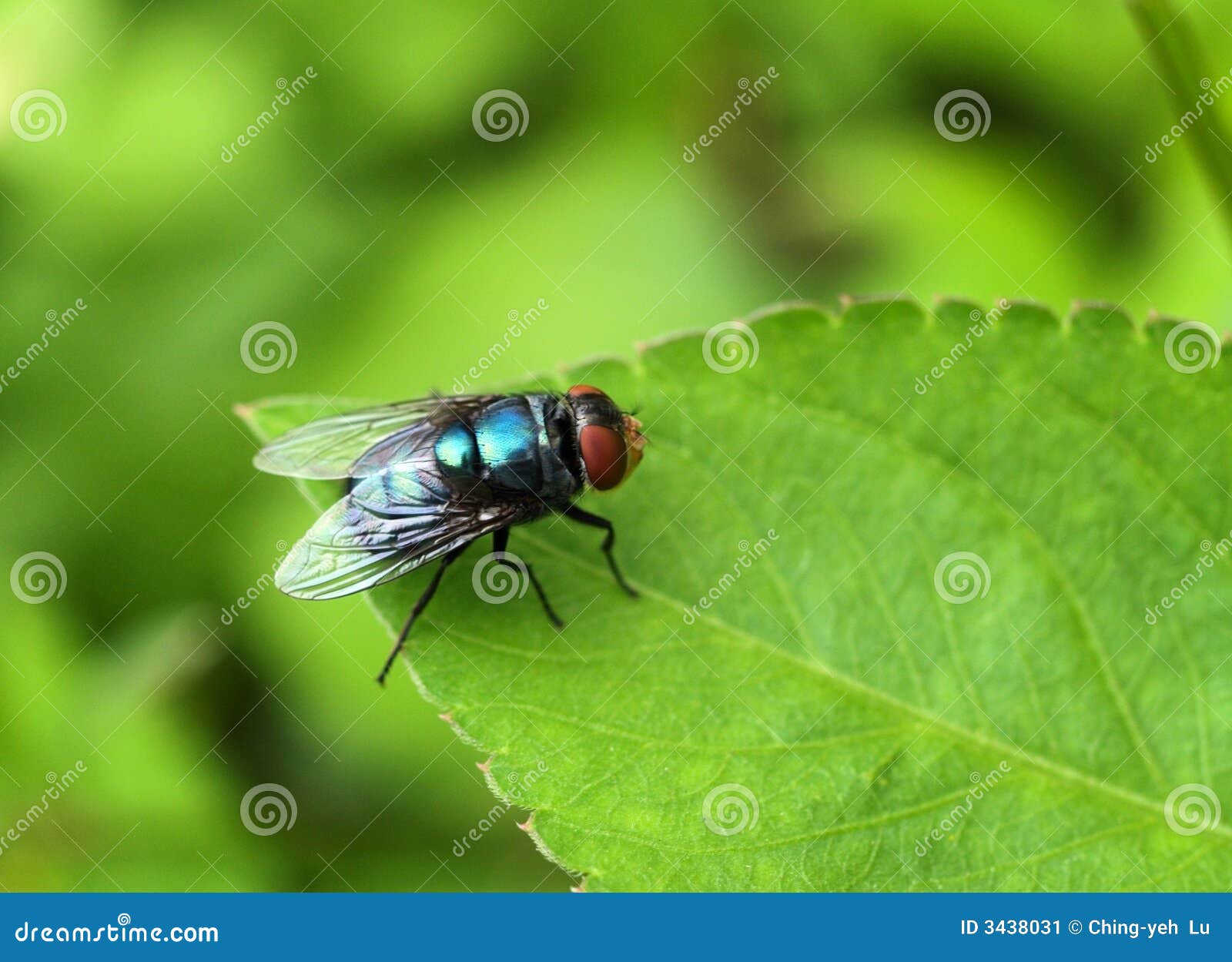 La mosca immagine stock. Immagine di sporco, taccagno - 3438031