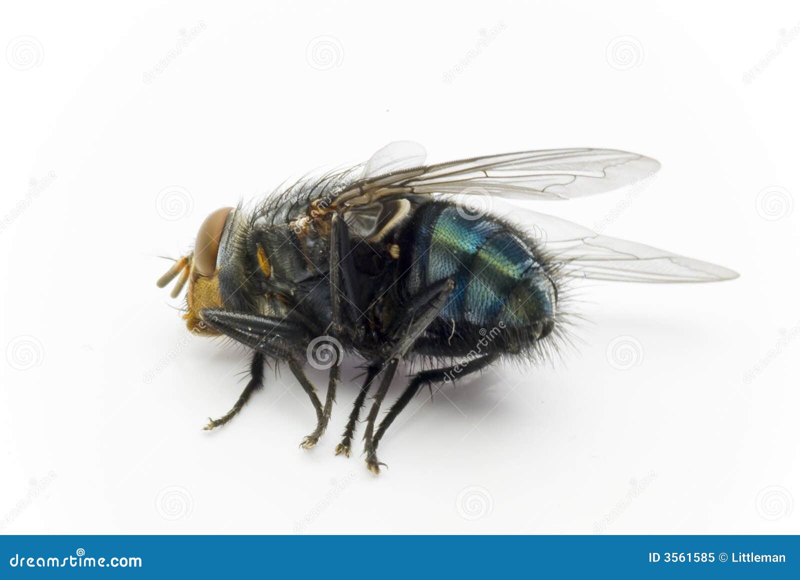 La mosca immagine stock. Immagine di piedino, bianco, occhio - 3561585