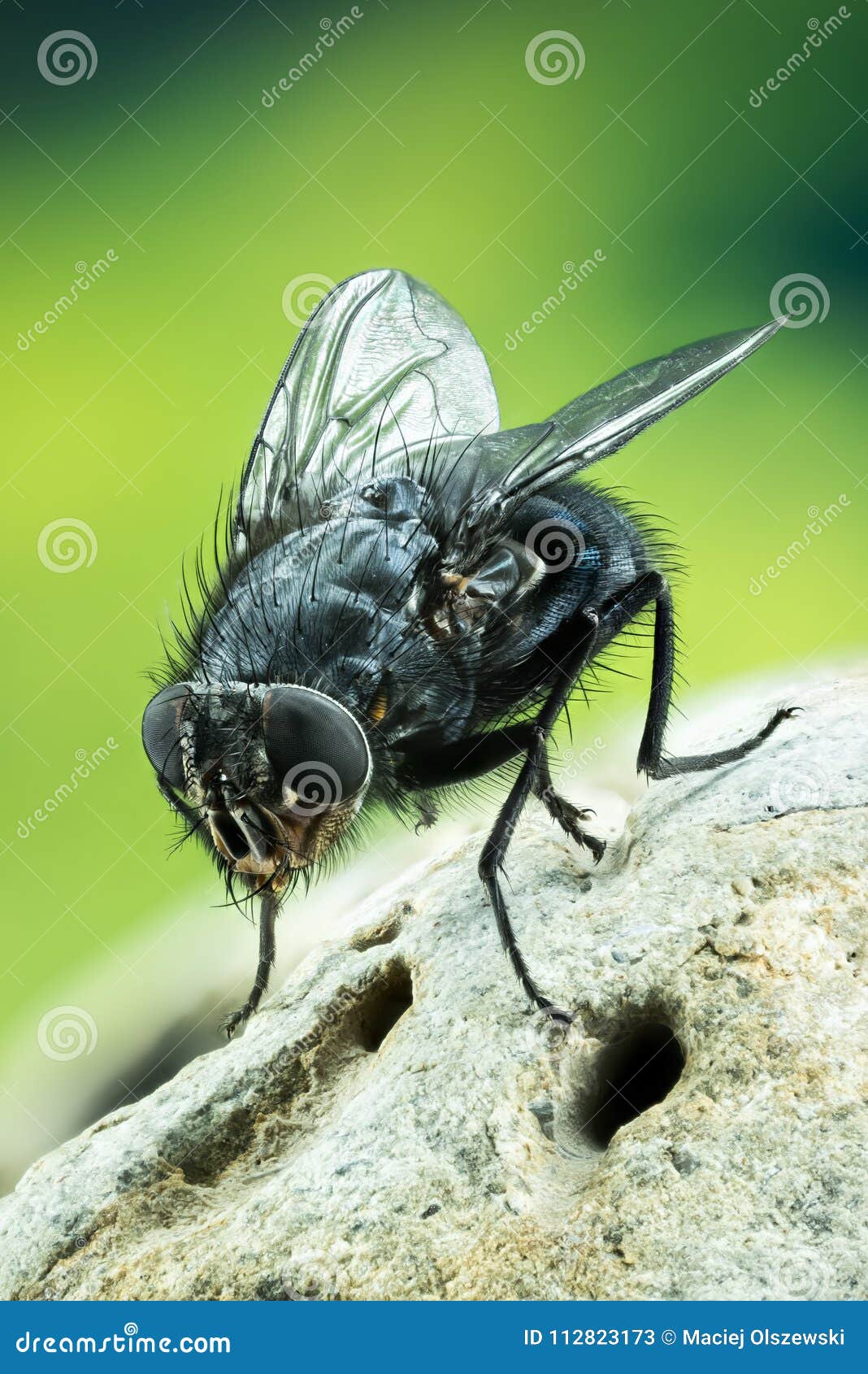 La Mosca Azul Común De La Botella, Mosca De La Moscarda, Vuela Imagen ...