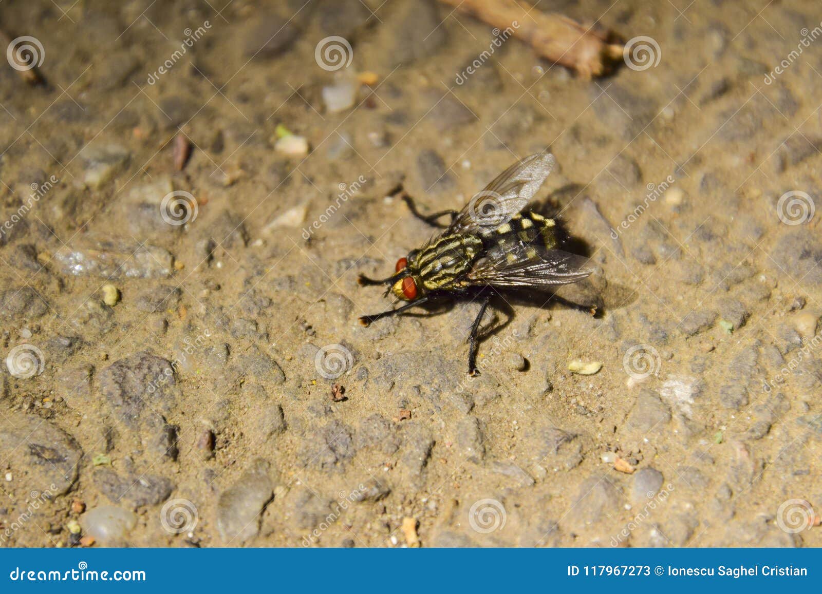 2,107 Mosca Gorda Fotos - Libres de Derechos y Gratuitas de Dreamstime
