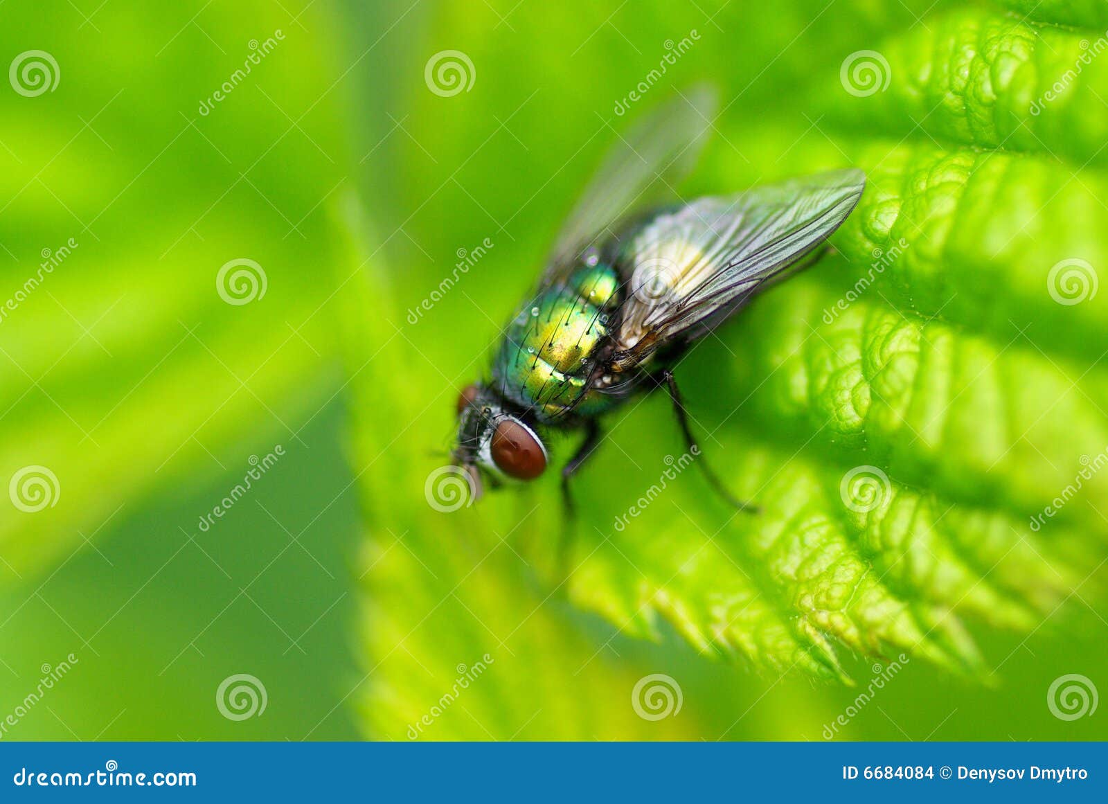 La mosca verde foto de archivo. Imagen de hojas, planta - 6684084