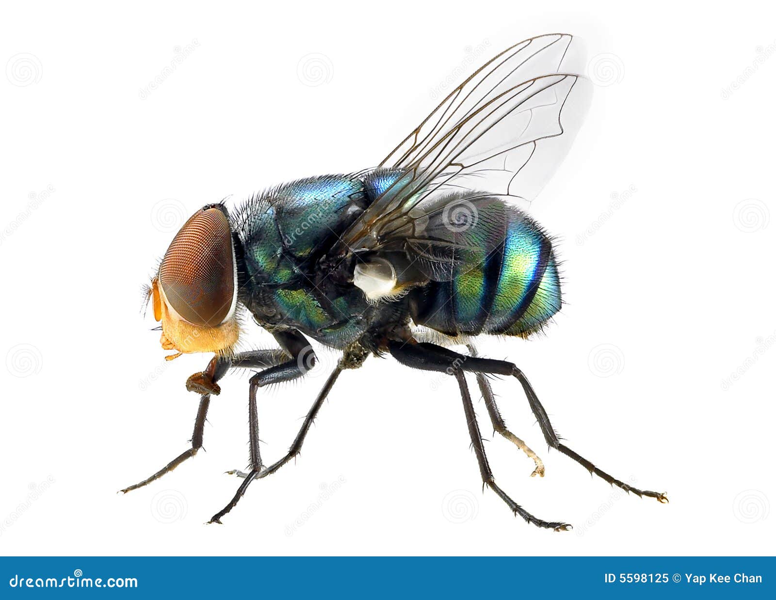 La mouche image stock. Image du aile, mouche, averti, texture - 5598125