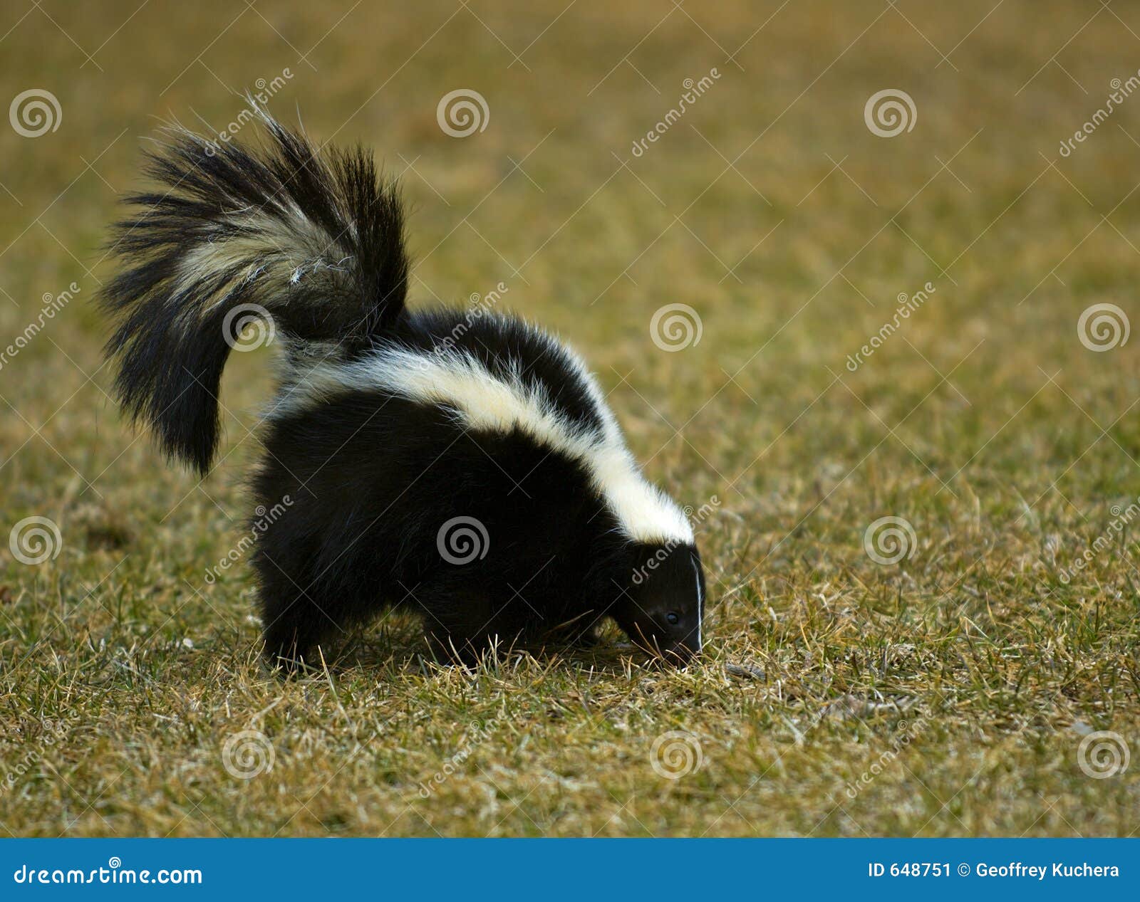 La Mouffette (mephitis De Mephitis) Renifle Dans L'herbe Image stock ...