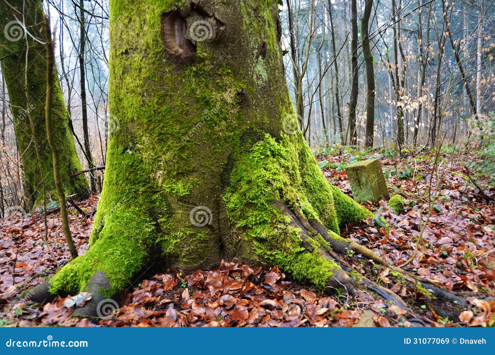 La Mousse a Couvert Le Tronc D'arbre Image stock - Image du lichens ...